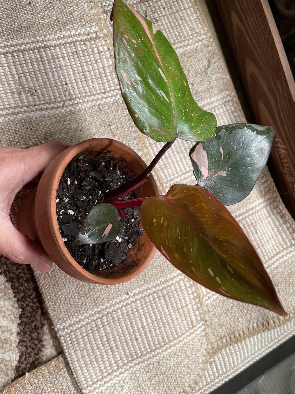 Pink Princess in the Ask a Question forum - Garden.org