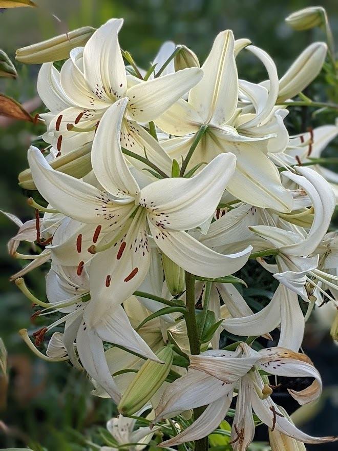 Photo of the bloom of Lily (Lilium 'White Tiger') posted by Joy ...