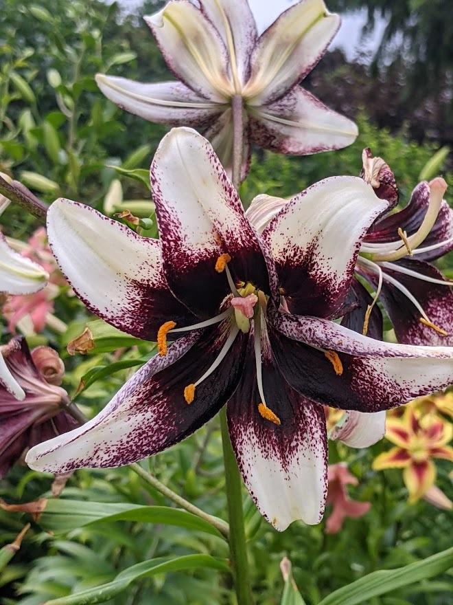 Photo of the bloom of Lily (Lilium 'Stracciatella Event') posted by Joy ...