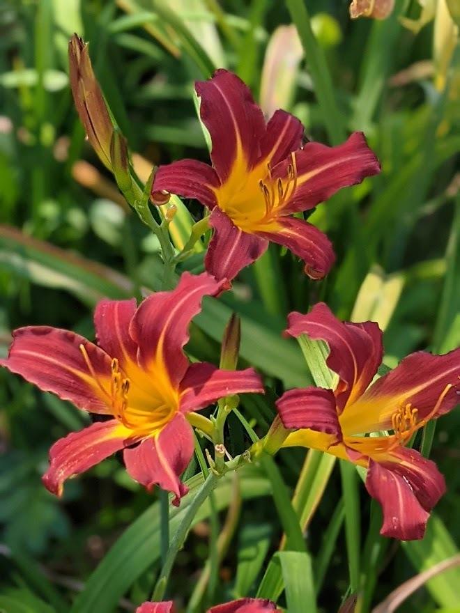 Daylily (Hemerocallis 'Red Magic') in the Daylilies Database - Garden.org