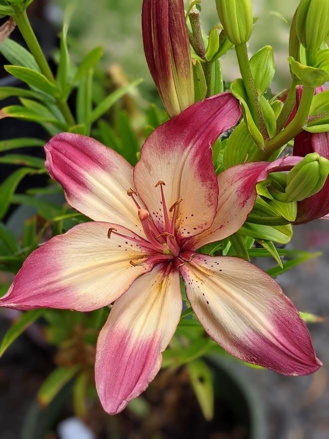 Photo of the bloom of Lily (Lilium 'Heart Strings') posted by Joy ...