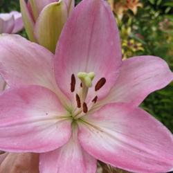 Photo of the bloom of Lily (Lilium 'Albufeira') posted by BUGGYCRAZY ...