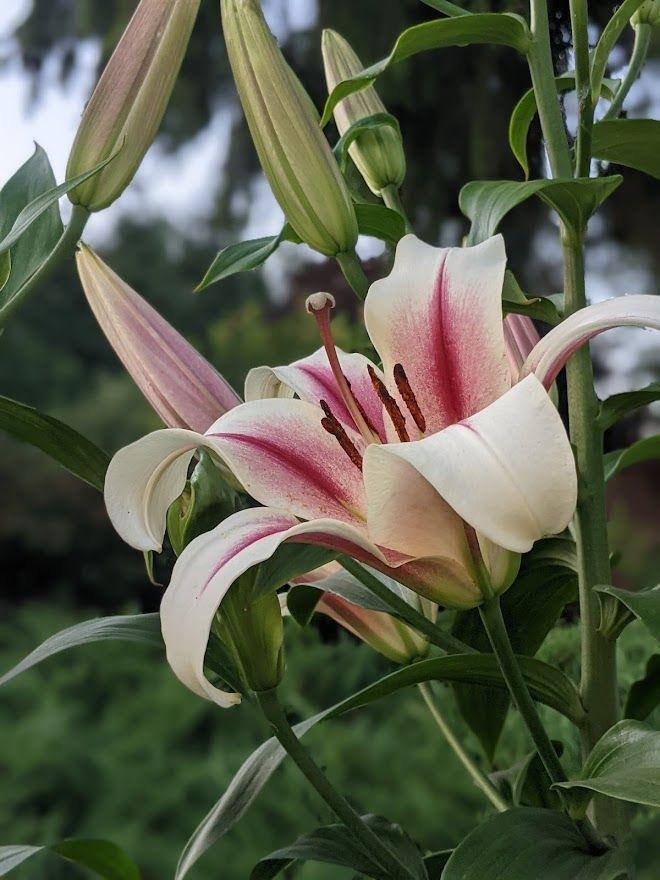 Photo of the bloom of Lily (Lilium 'Nymph') posted by Joy - Garden.org
