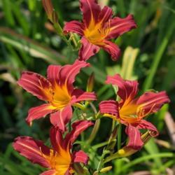 Daylily (Hemerocallis 'Red Magic') in the Daylilies Database - Garden.org