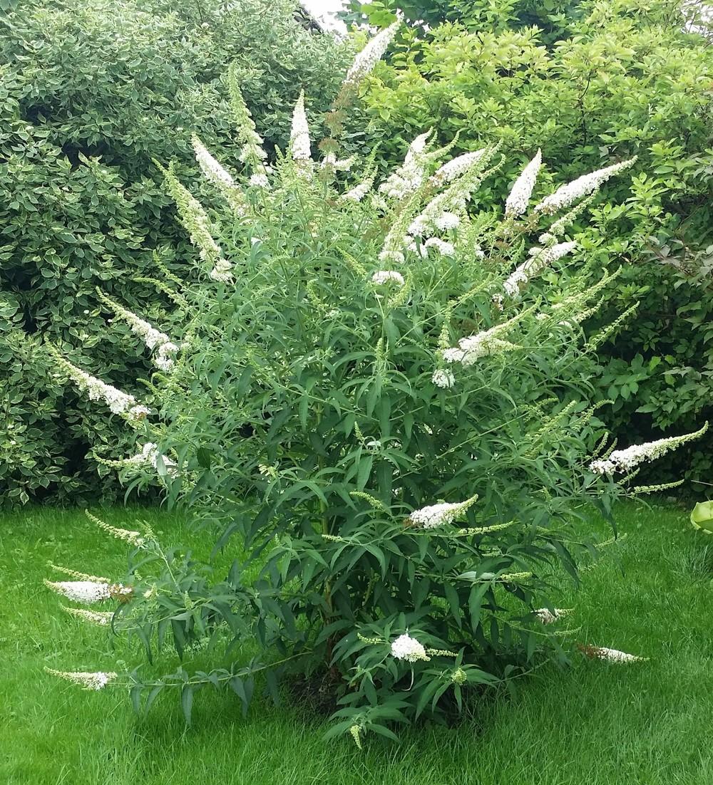 Butterfly Bush (Buddleja davidii 'White Profusion') in the Butterfly ...