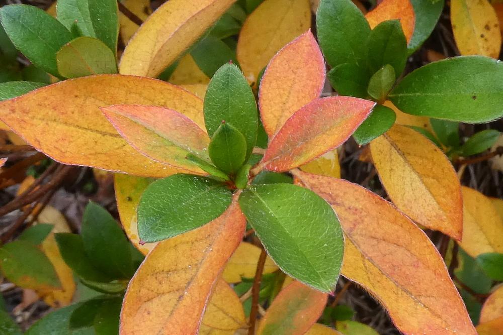 Photo of the leaves of Azalea (Rhododendron indicum 'Formosa') posted ...