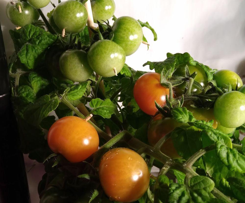 Photo of the fruit of Micro-Dwarf Tomato (Solanum lycopersicum ...