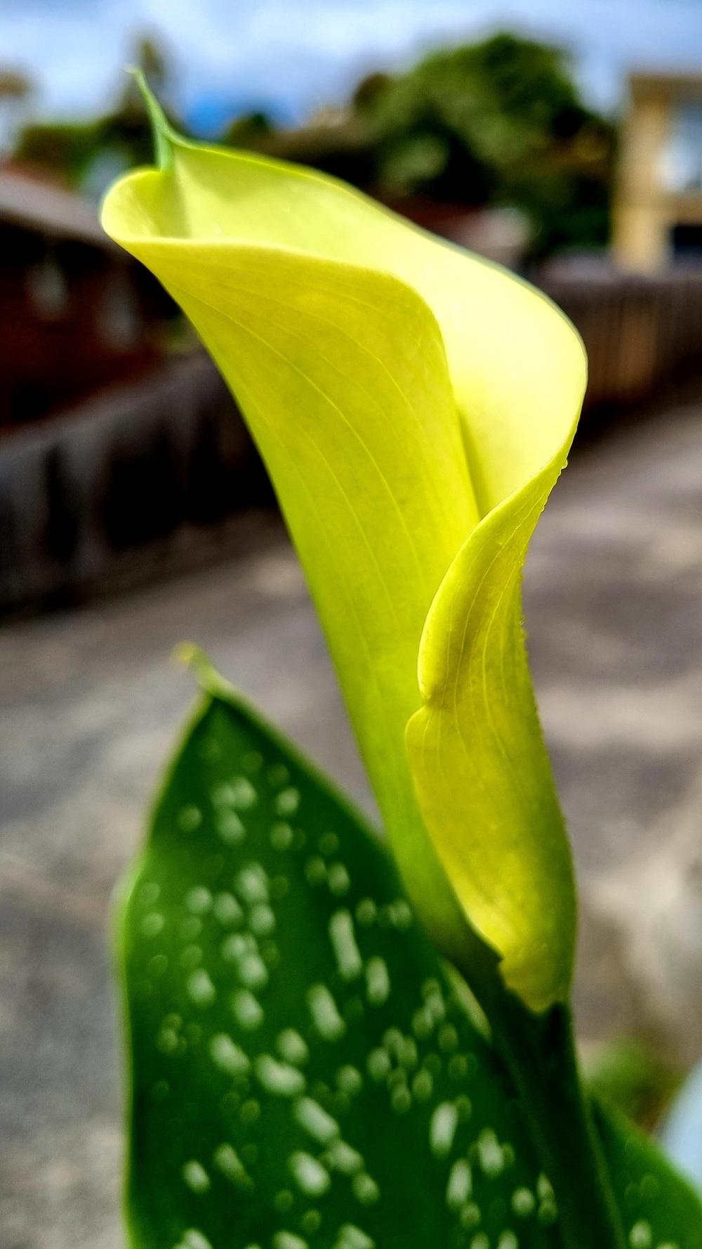 Calla (Zantedeschia 'Lemon Twist') in the Callas Database - Garden.org