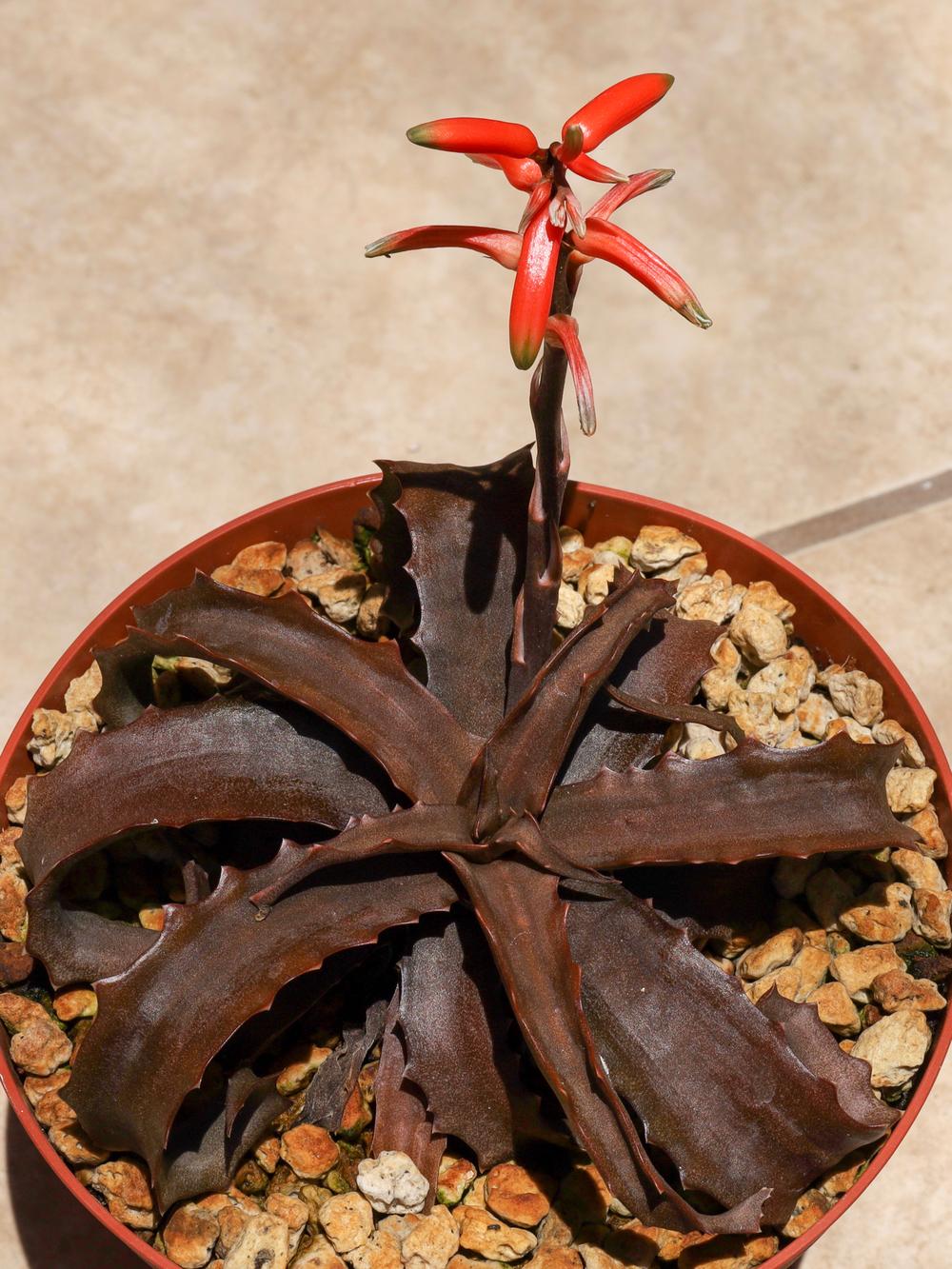 Photo of the bloom of Aloe (Aloe prostrata) posted by Baja_Costero ...
