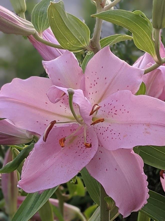 Photo of the bloom of Lily (Lilium 'Chelsea') posted by Joy - Garden.org