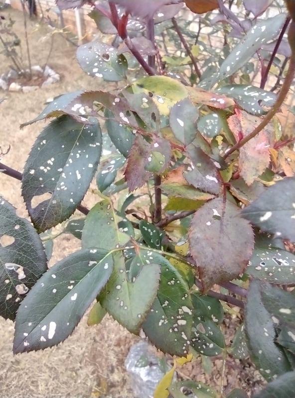 What are these white spots on our roses and these black ones too? in ...