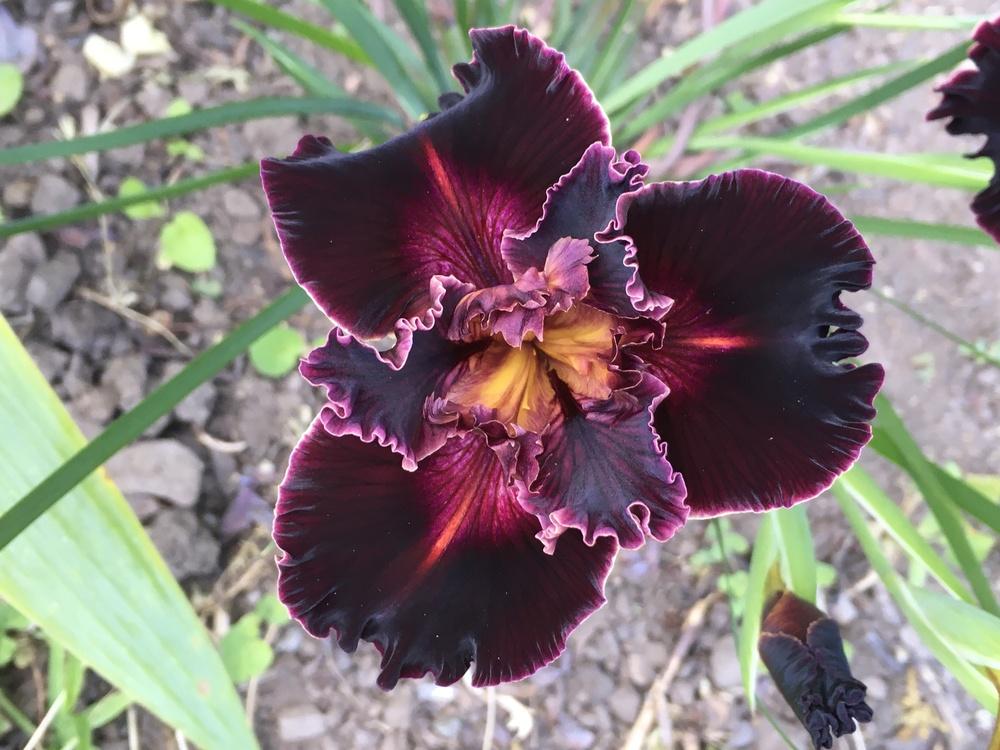 Pacific Coast Iris (Iris 'Fire Code') in the Irises Database - Garden.org