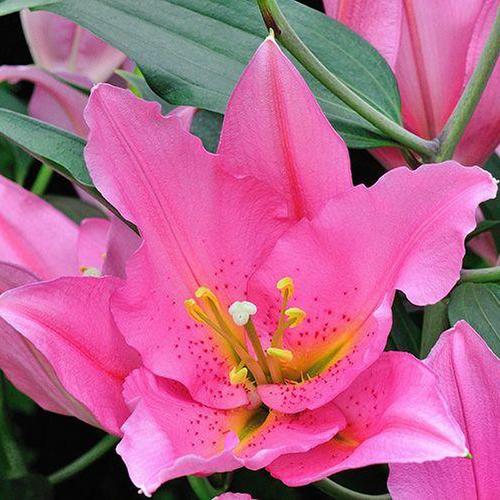 Lily (Lilium 'Vendome') in the Lilies Database - Garden.org