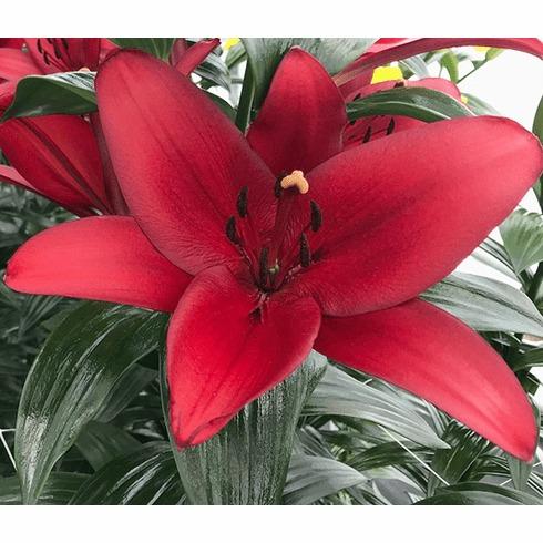 Lily (Lilium 'Orfeo') in the Lilies Database - Garden.org