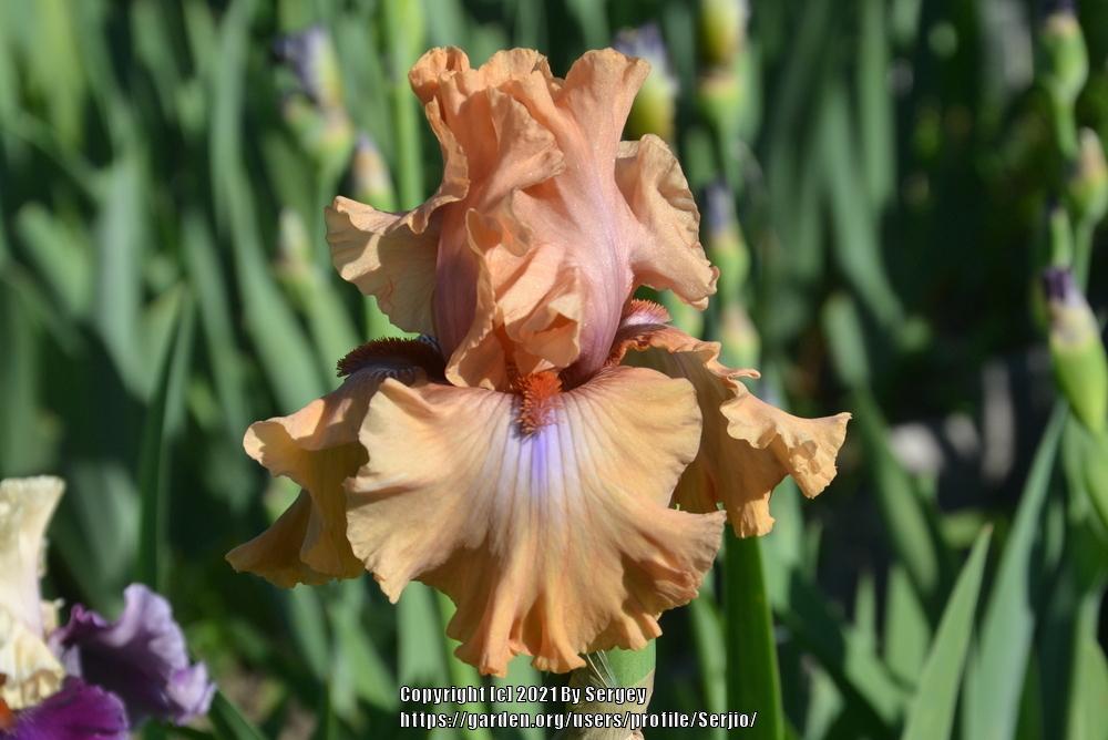Photo of the bloom of Tall Bearded Iris (Iris 'Amber Essence') posted by Serjio - Garden.org