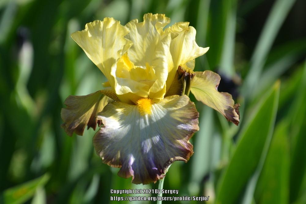 Tall Bearded Iris (Iris 'Above the Rim') in the Irises Database ...