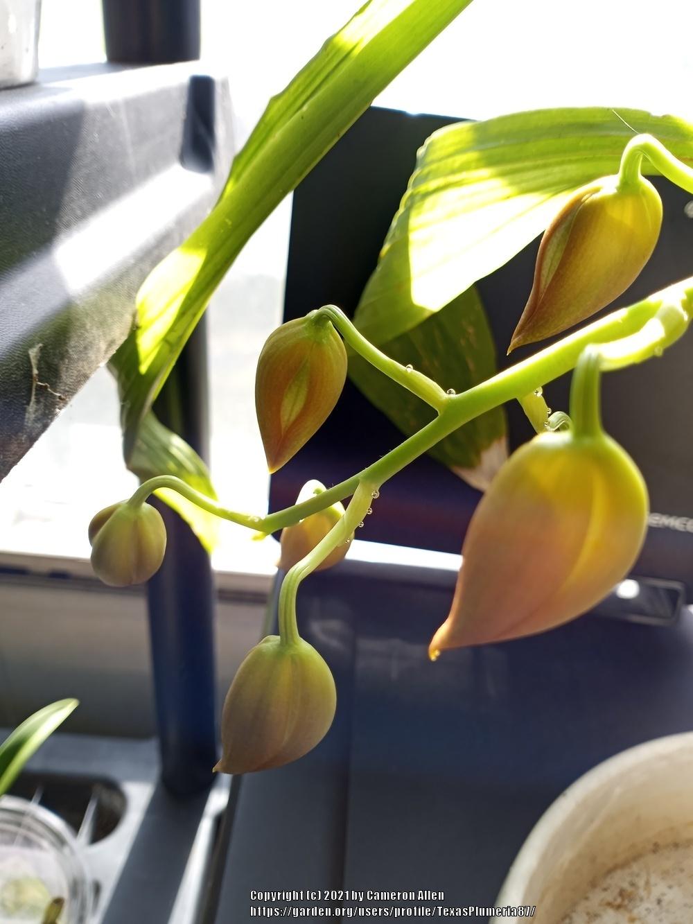 Photo of the closeup of buds, sepals and receptacles of Orchid ...