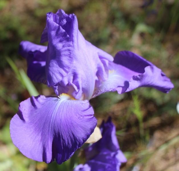 Tall Bearded Iris (Iris 'Blue Surprise') in the Irises Database ...