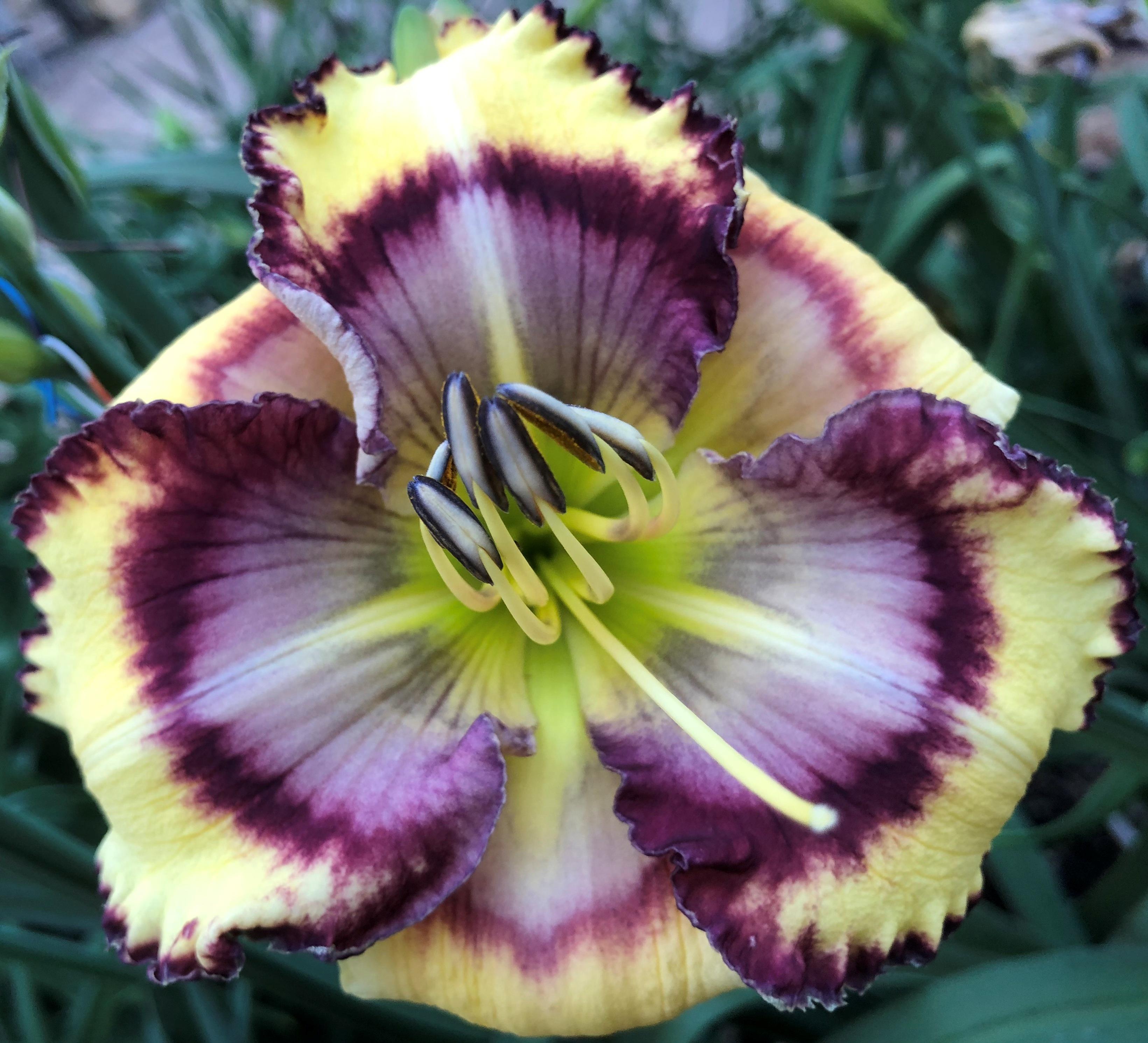 Daylily (Hemerocallis 'Concentric Colors') in the Daylilies Database ...