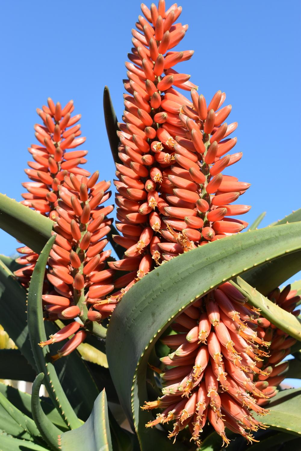 Aloe Hercules Bloom. in the Cactus and Succulents forum - Garden.org