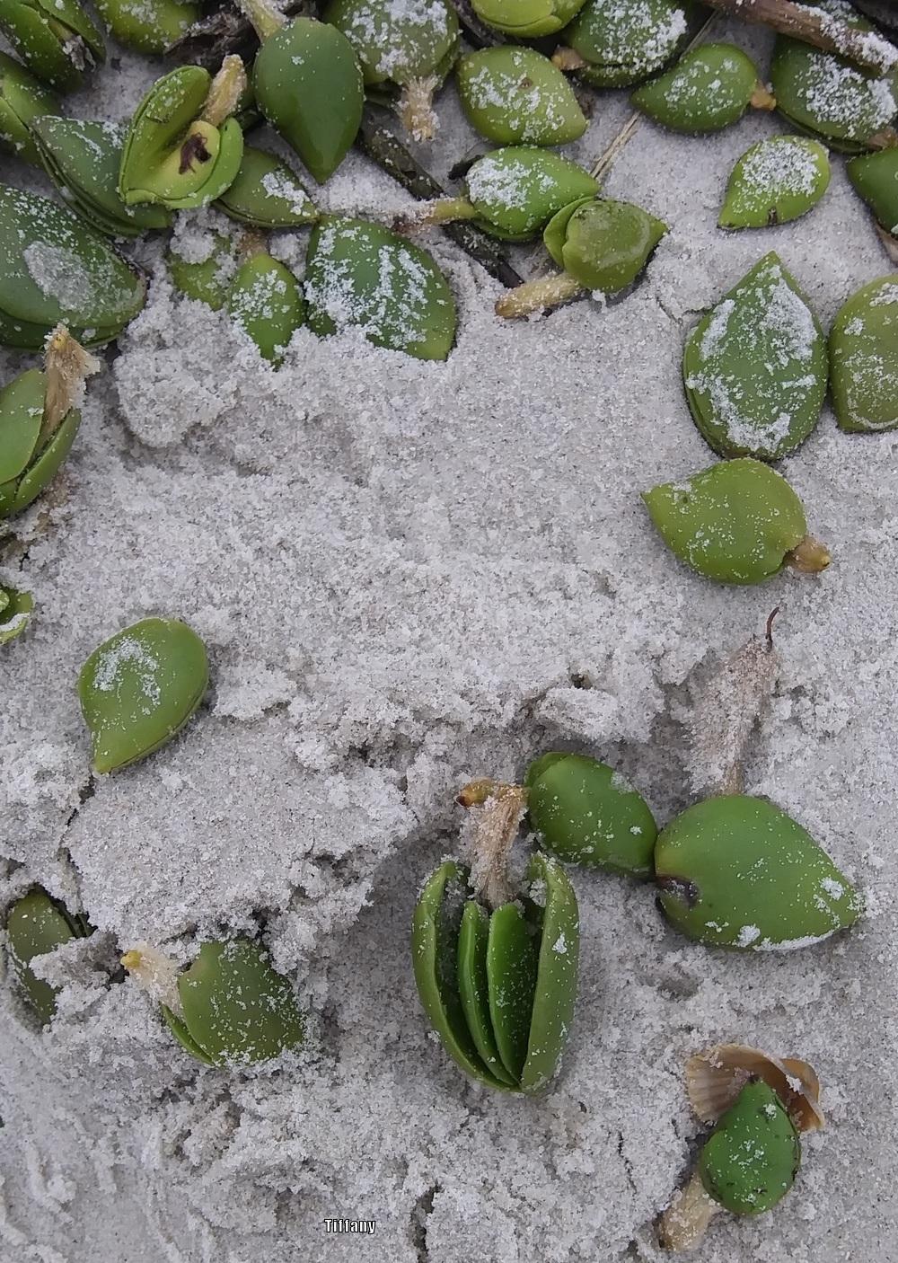 Photo of the seedling or young plant of Black Mangrove (Avicennia ...