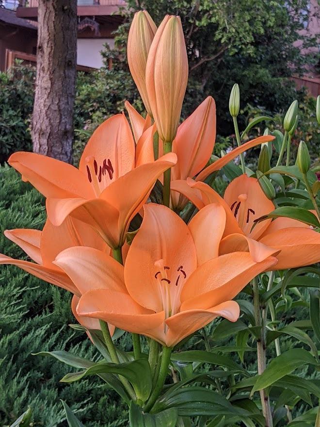 Photo of the bloom of Lily (Lilium 'Menton [Div VIII]') posted by Joy ...