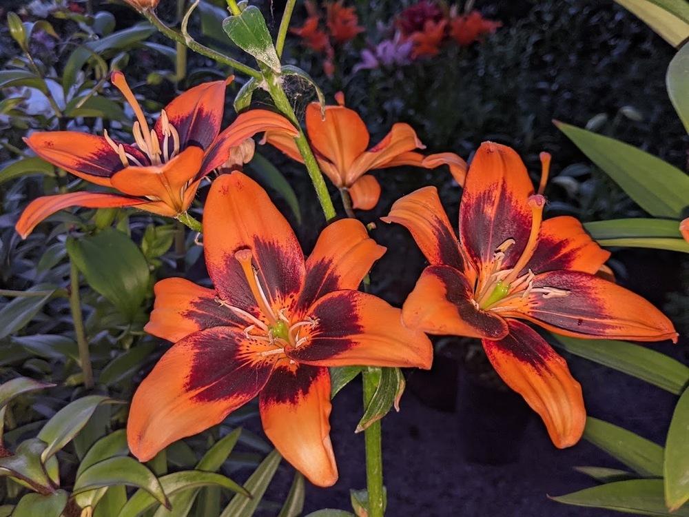 Photo of the bloom of Lily (Lilium 'Easy Samba') posted by Joy - Garden.org