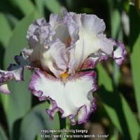 Photo of the bloom of Tall Bearded Iris (Iris 'Cloud Gate') posted by ...