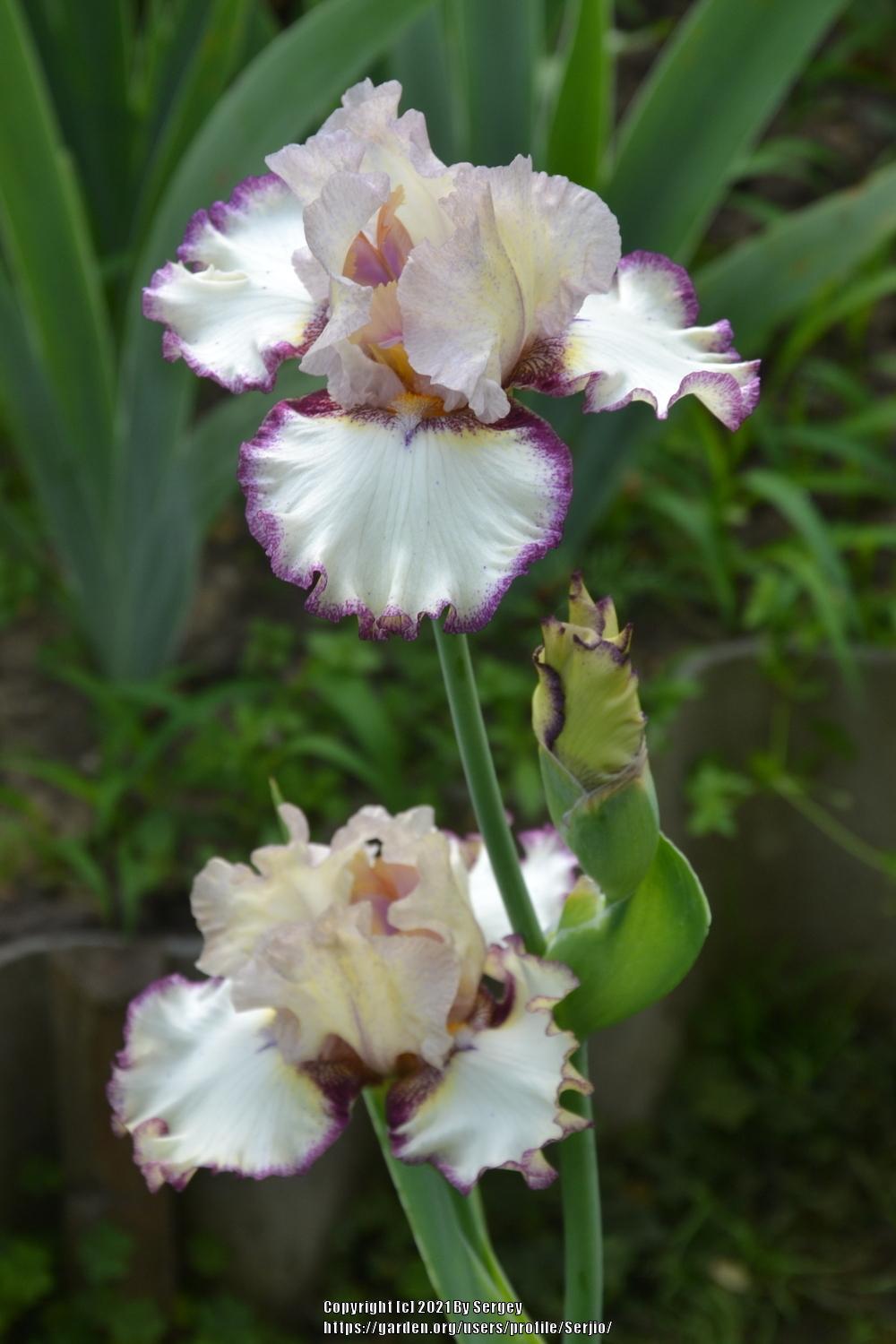 Photo of the bloom of Tall Bearded Iris (Iris 'Cloud Gate') posted by ...