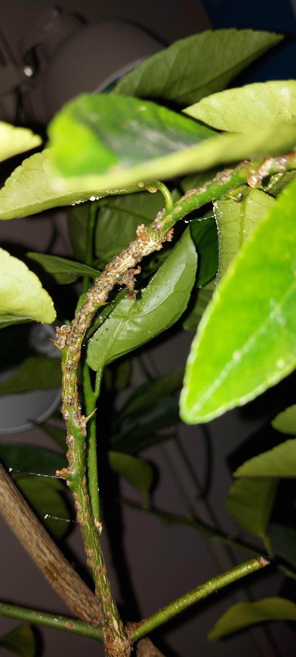Brown bumps on lime tree branches in the Ask a Question forum - Garden.org