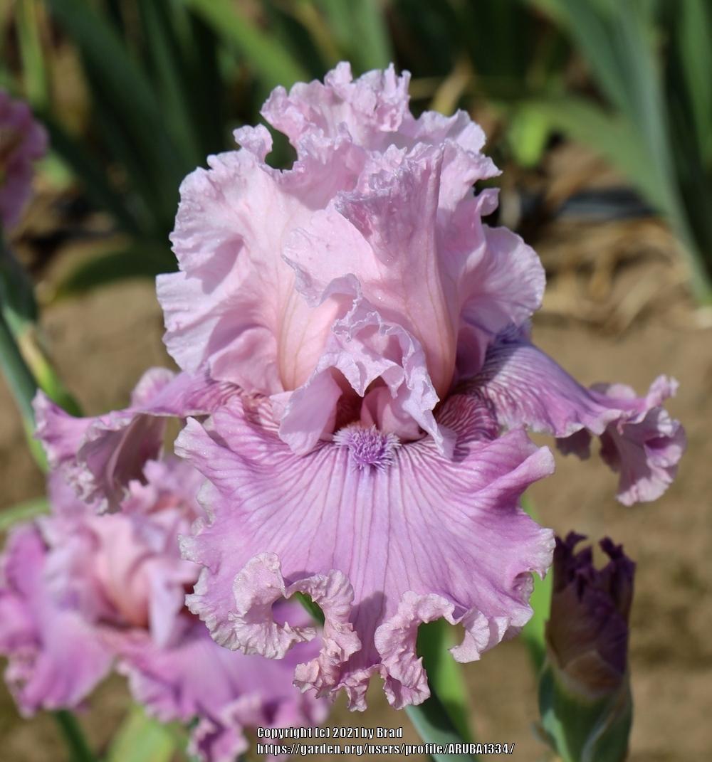 Tall Bearded Iris (Iris 'Bashful Look') in the Irises Database - Garden.org