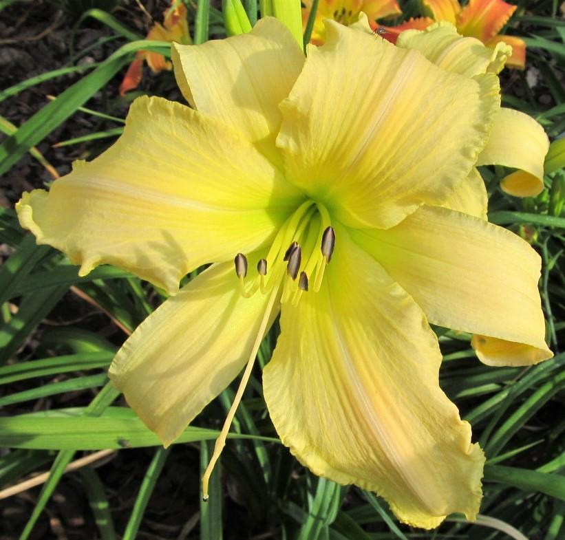 Photo of the bloom of Daylily (Hemerocallis 'Amazing Adam') posted by ...