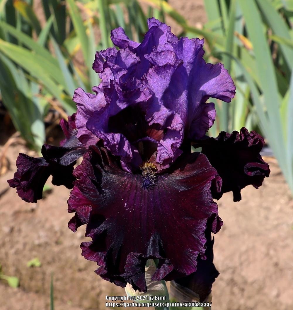 Tall Bearded Iris (Iris 'Burgundy Rules') in the Irises Database - Garden.org