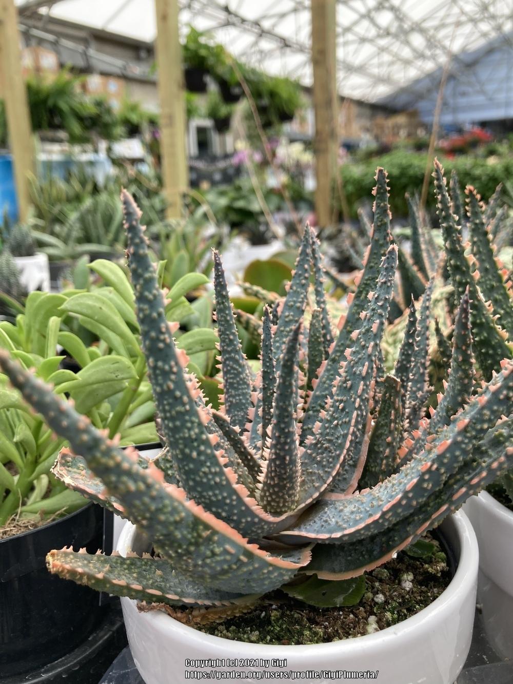 Aloe 'Purple Haze' in the Aloes Database - Garden.org