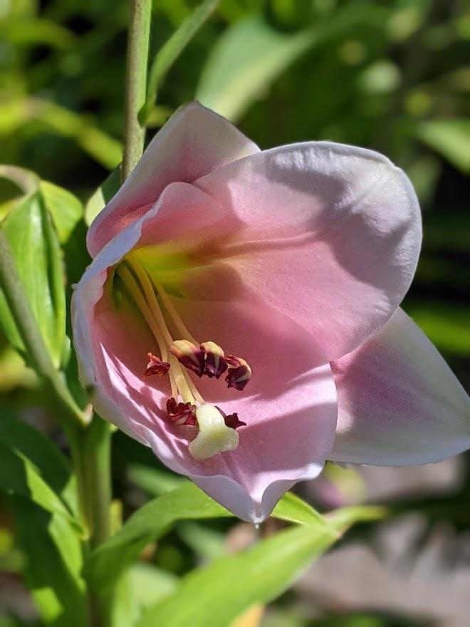 Lily (Lilium 'Cali') in the Lilies Database - Garden.org