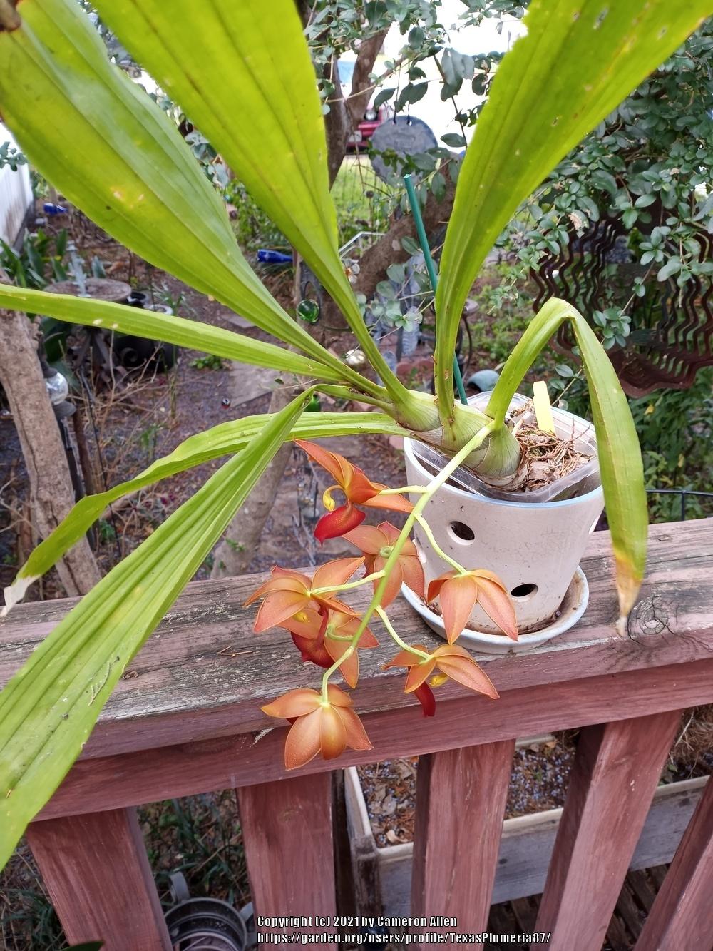 Photo of the entire plant of Orchid (Cycnodes Taiwan Gold 'Taiwan ...