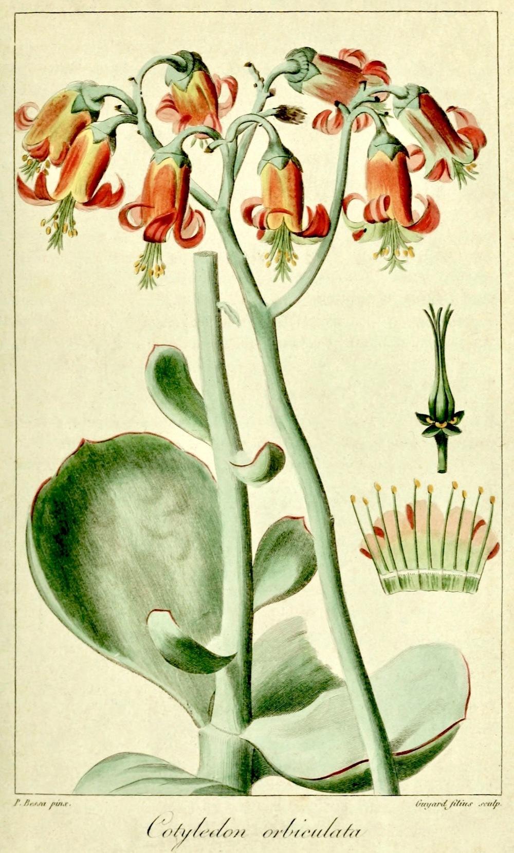 Photo of the documentation of Round-Leafed Navel Wort (Cotyledon ...