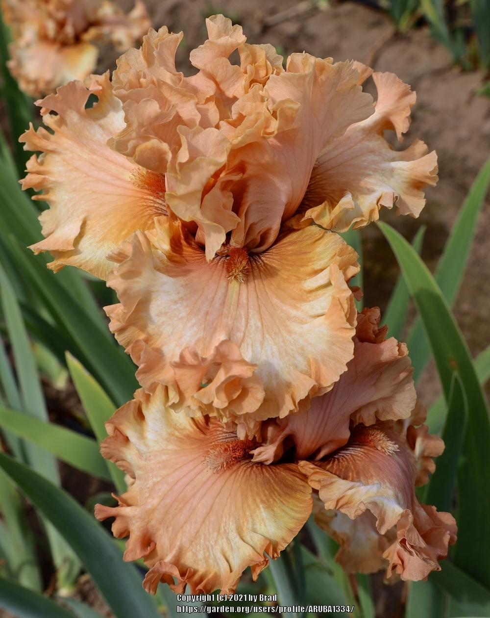 Photo of the bloom of Tall Bearded Iris (Iris 'Say the Word') posted by ...