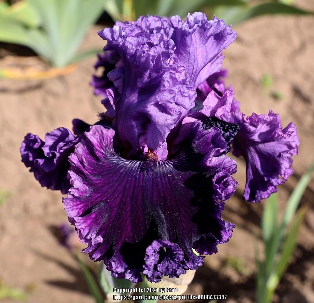 Tall Bearded Iris (Iris 'Rolling in the Deep') in the Irises Database ...