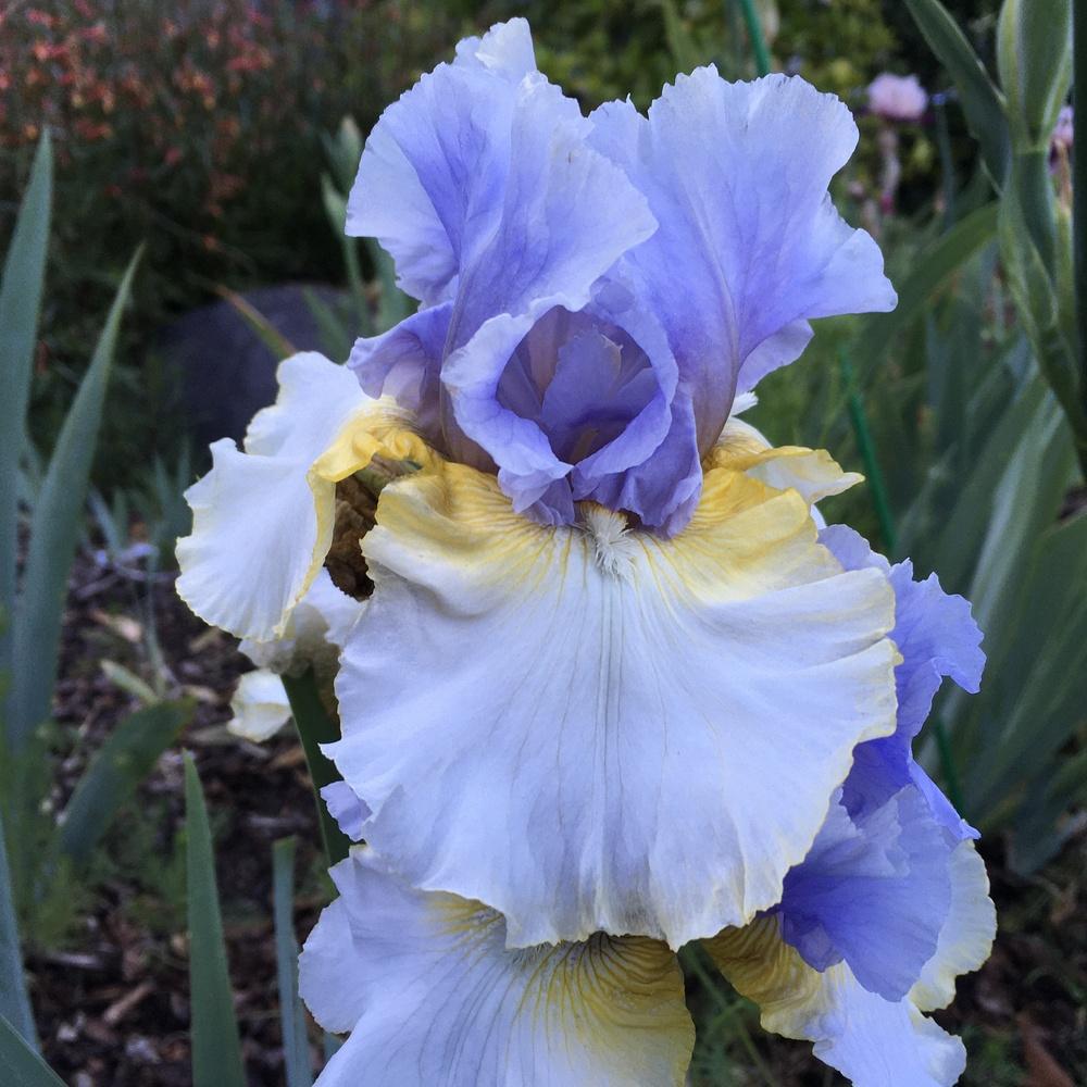 Photo of the bloom of Tall Bearded Iris (Iris 'Easter Charm') posted by Neela - Garden.org