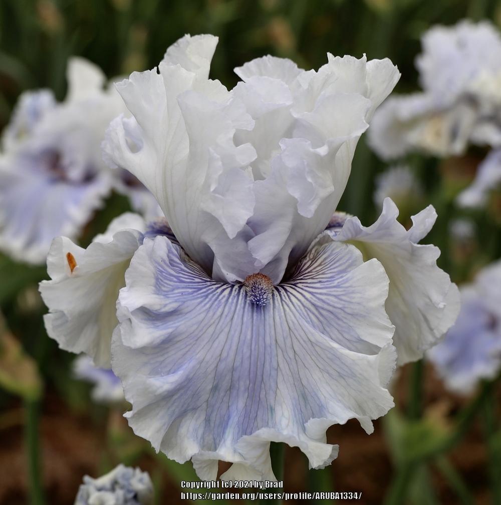 Photo of the bloom of Tall Bearded Iris (Iris 'Kissed by an Angel ...