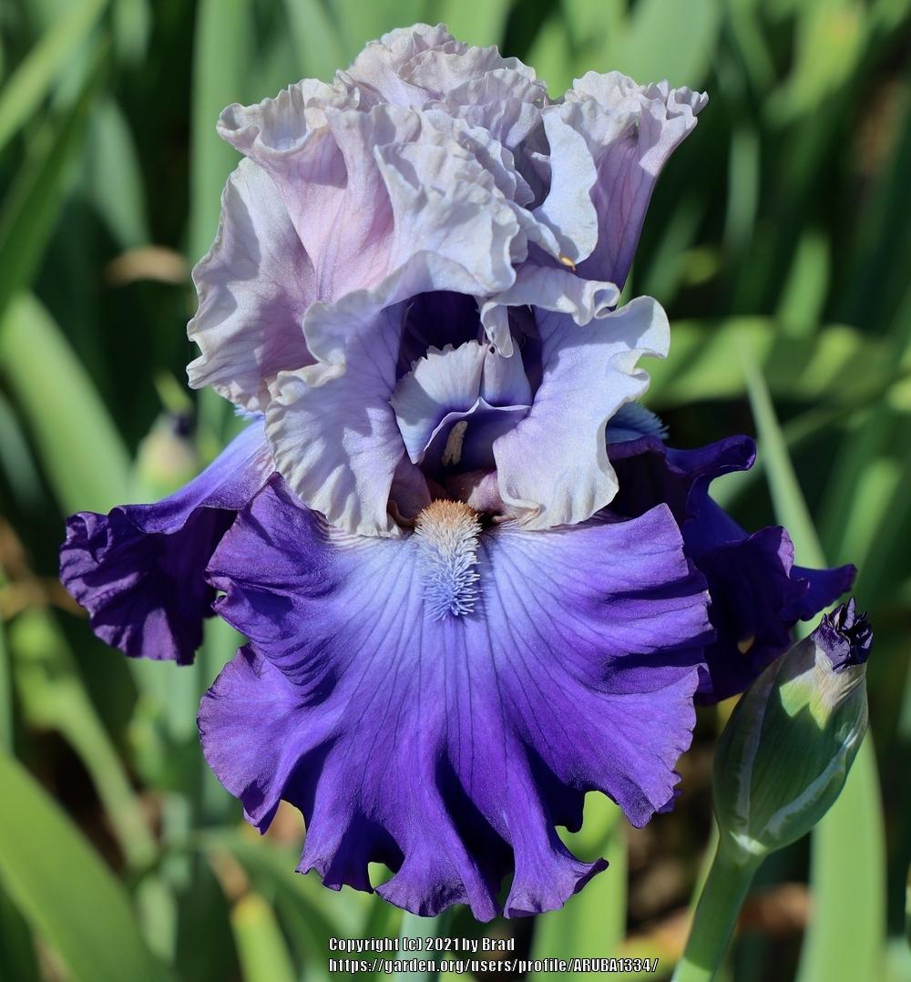 Photo of the bloom of Tall Bearded Iris (Iris 'All Grown Up') posted by ...