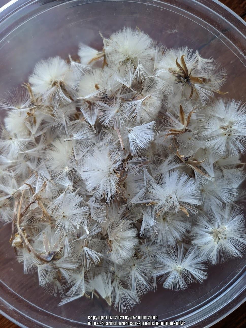 Blue Chalksticks (Curio repens) - Garden.org