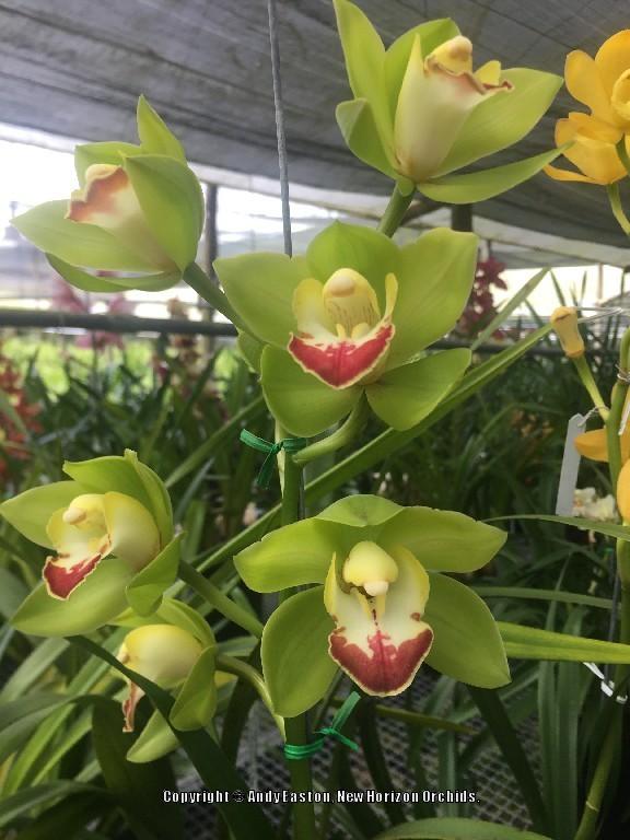 Orchid (Cymbidium Liam Easton) - Garden.org