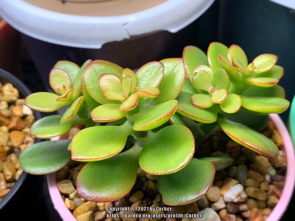 Photo of the entire plant of Dwarf Jade Plant (Crassula ovata 'Crosby's ...