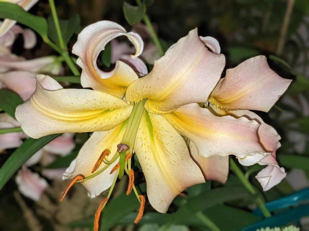 Photo of the bloom of Lily (Lilium 'Elusive') posted by Joy - Garden.org
