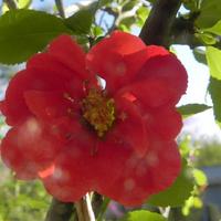 Photo of the bloom of Flowering Quince (Chaenomeles speciosa 'Spitfire ...