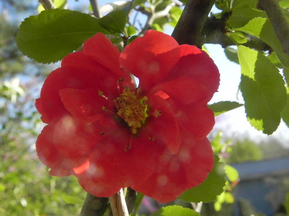Photo of the bloom of Flowering Quince (Chaenomeles speciosa 'Spitfire ...