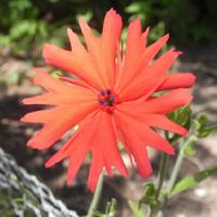 Photo of the bloom of Arkwright's Campion (Silene 'Orange Zwerg ...