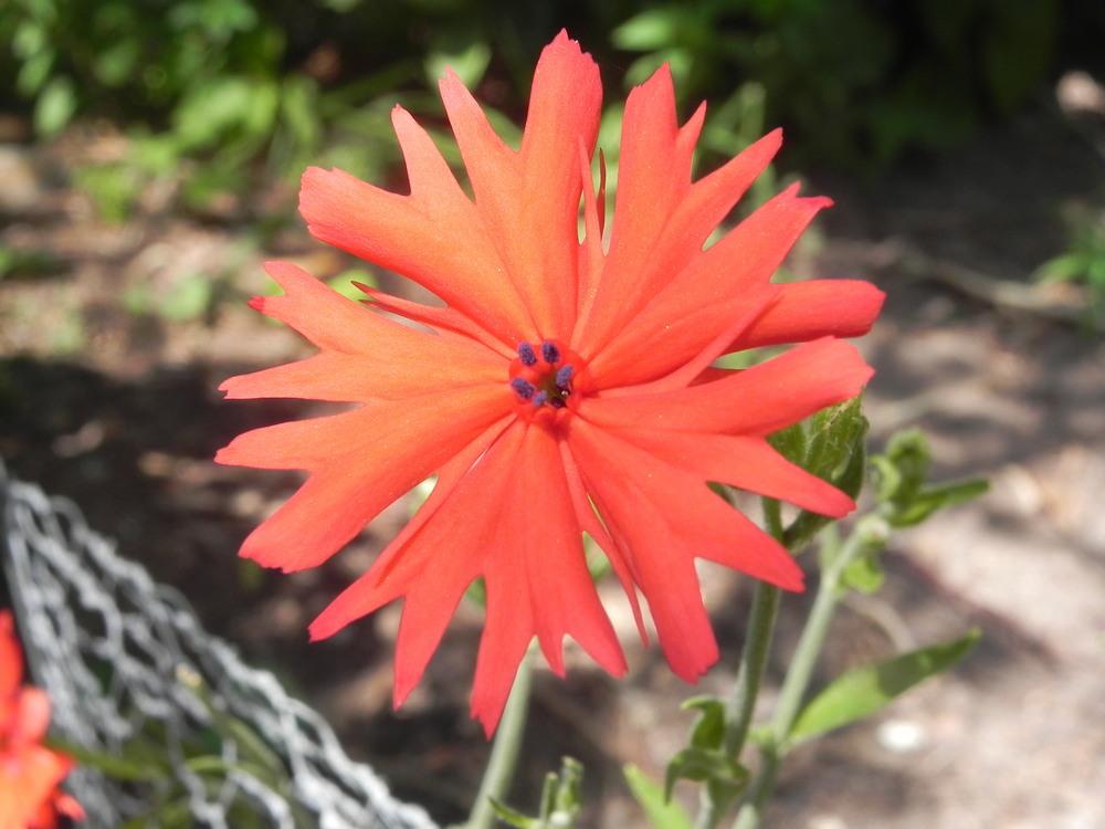 Photo of the bloom of Arkwright's Campion (Silene 'Orange Zwerg ...
